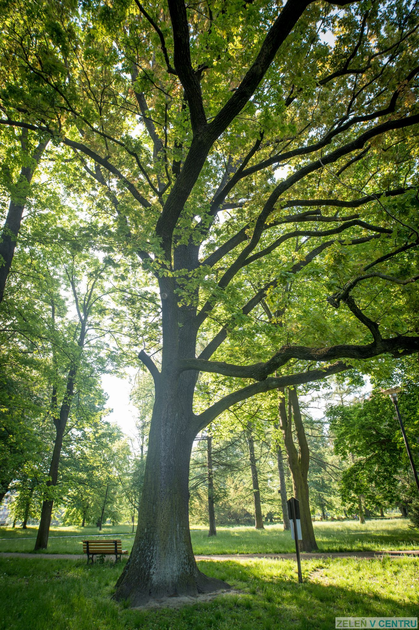 Zeleň v centru - PS: Dub letní v Komenského sadech